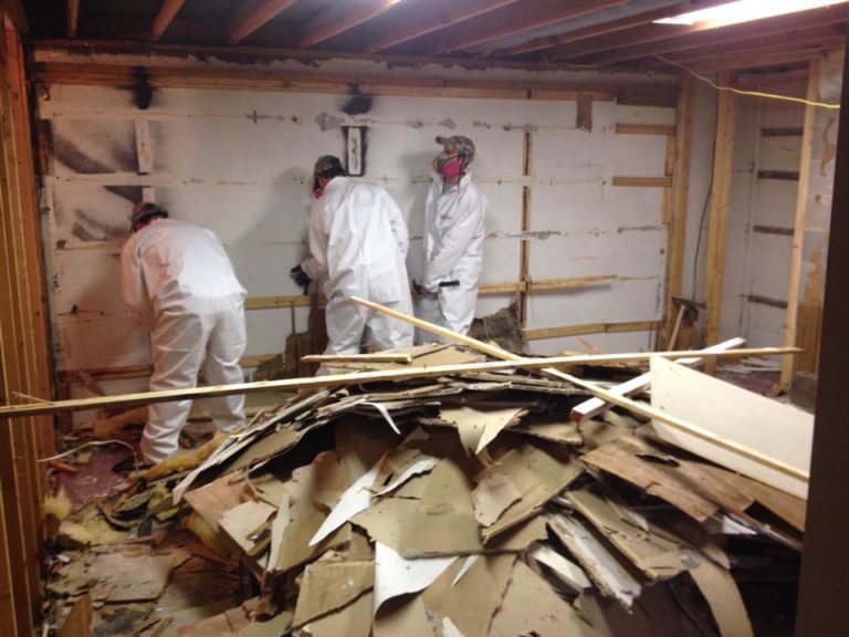 Top 5 Questions To Ask Your Mold Remediation Company Before Hiring
